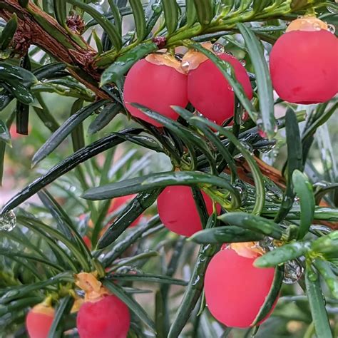 Plant Faqs Taxus Media
