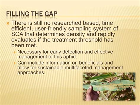 Developing A Sampling Plan For Sugarcane Aphid In Sorghum Pptx