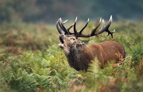 Explore The Mysterious Sound Of Deer In The Wild Pest Pointers