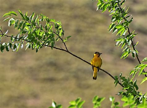 Bullocks Oriole Bullocks Oriole At Cottonwood Canyon Sta Travis