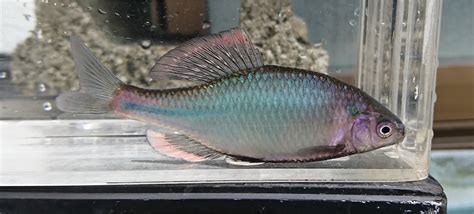ミナミアカヒレタビラの特徴・飼育・繁殖・釣り情報を詳しく解説！ たなごgo！