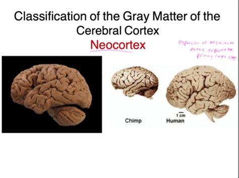 Cerebral Cortex Study Set Key Terms For Biology Exam 4 Flashcards
