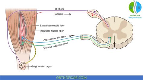 Muscle Stretch Reflexes Orthofixar 2026