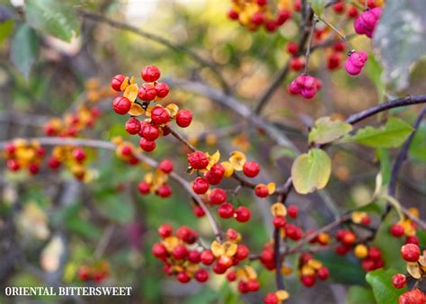 Invasive Plant Management