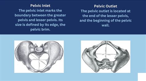 Pelvic Inlet And Outlet Boundaries