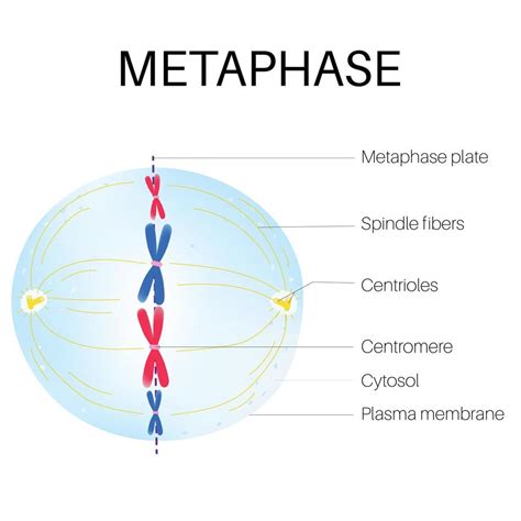 Metaphase The Second Stage Of Mitosis