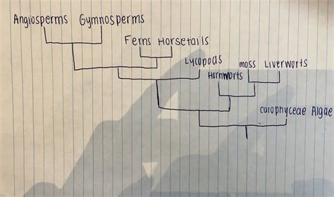 Plbio2410 Tree Diagram Quizlet
