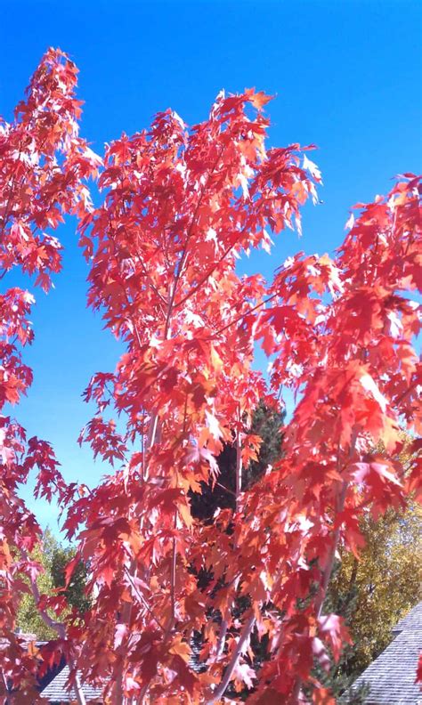 Red Sunset Maple Vs Autumn Blaze Maple Whats The Difference A Z