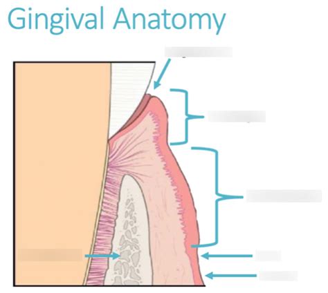 Diagram Of Oral Anatomy Gingival Anatomy Quizlet