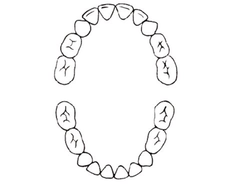 International Numbering Primary Teeth Quiz