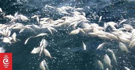 Study Finds Contaminated Fish From Areas In Marshalls Rnz News