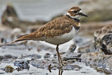 Killdeer Nature Of The World Wiki Fandom