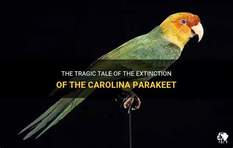 The Tragic Tale Of The Extinction Of The Carolina Parakeet Petshun