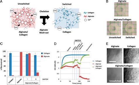 Combined Hydrogels That Switch Human Pluripotent Stem Cells From Self Renewal To Differentiation