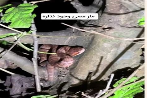 افعی قفقازی؛ جواهر کمیاب جنگل‌های هیرکانی فیلم