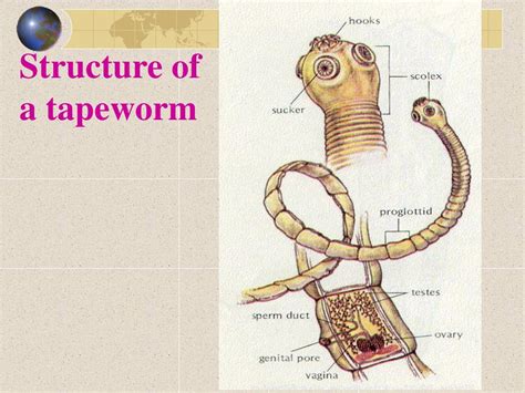 Tapeworm Nervous System At Meghan Miller Blog