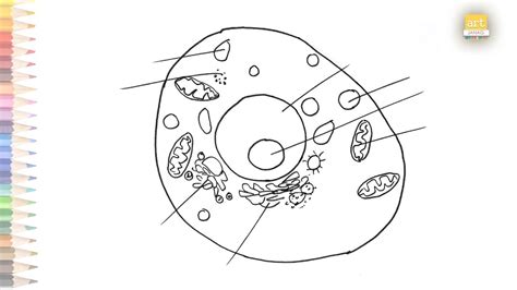 Simple Eukaryotic Cell