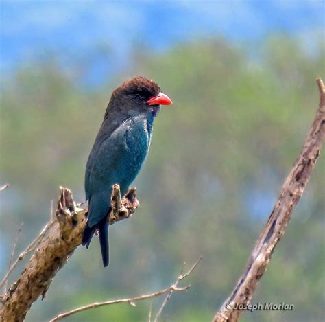 Dollarbird Birdforum