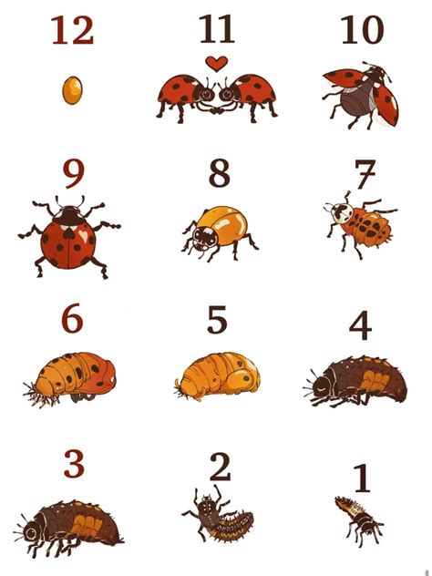 Ladybug Growth Cycle Clock I Made Rentomology