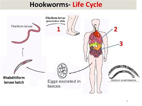 Git Module 2019 2020 Parasitic Infections Of The