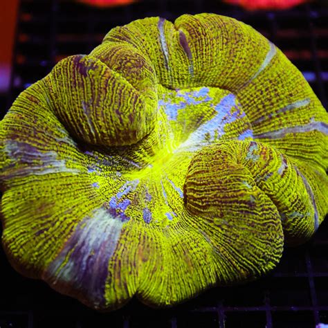 Yellow Brain Coral 1 Wellsophyllia Radiata