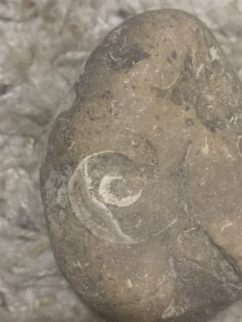 What Kind Of Fossils Are These Found In The River In Western Arizona Last Two Slides Are An