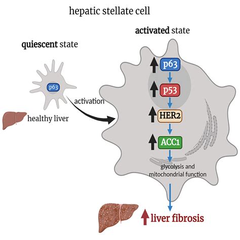 P63 Controls Metabolic Activation Of Hepatic Stellate Cells And