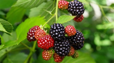 21 Best Raspberry Varieties For Home Gardens