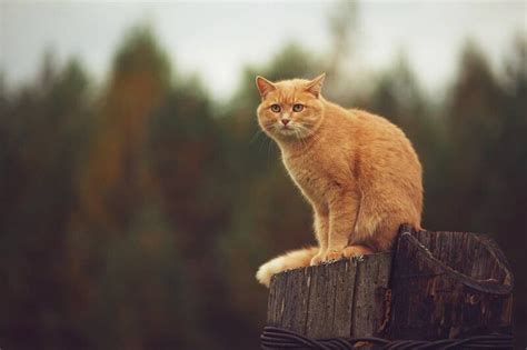 Котики на заборе. Обсуждение на LiveInternet - Российский Сервис Онлайн ...