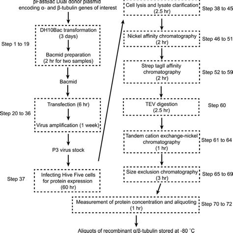 Typical Elution Profiles From Each Chromatography Step A And B