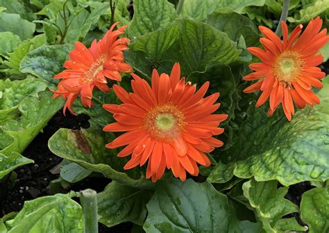 Julia B Solis Juliabsolis1 Twitter