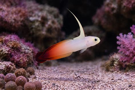 Firefish Goby Natural Environment Aquatix