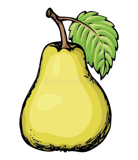 Pear Vector Drawing Stock Vector Illustration Of Drawing 67519806