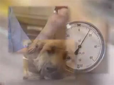 Fentanyl Patch Application In Cats Osu Mediaspace