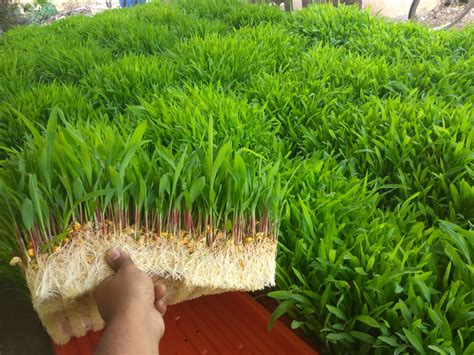 Hydroponic Fodder Hydroponic Fodder Systems Training