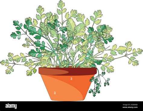 Flower Pot Vector Illustration Stock Vector Image And Art Alamy