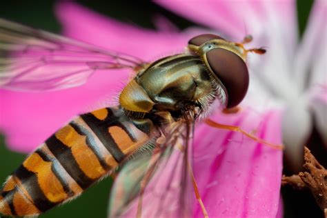 Marmalade Hoverfly Episyrphus Balteatus On A Carthusian Pink