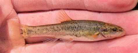 Speckled Dace Mexican