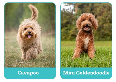 Cavapoo Vs Mini Goldendoodle Differences Explained With Pictures
