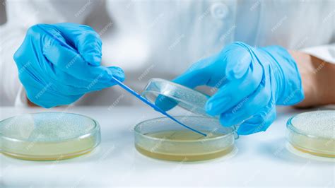 Premium Photo Microbiology Researcher Working In A Laboratory Using An Inoculation Rod To