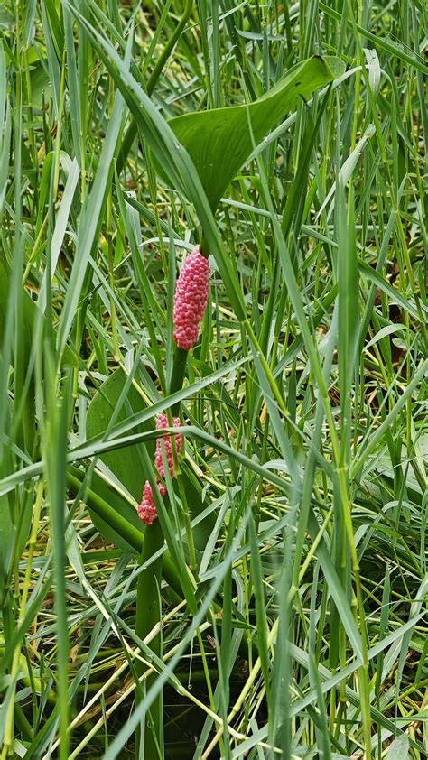 发现福寿螺的卵，请相关部门处理一下 群众呼声四川问政 四川省网上群众工作平台 经开区委书记