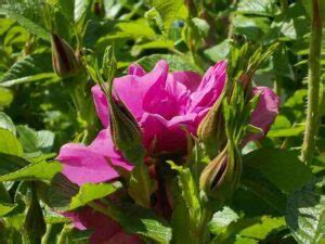 How To Grow And Care For Rugosa Roses A Detailed Guide Gardening