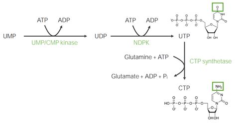 Purine And Pyrimidine Metabolism Concise Medical Knowledge Purine And Pyrimidine Metabolism Concise Medical Knowledge