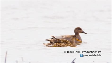 Pelēkā Pīle Anas Strepera Latvijas Putni Latvian Birds Youtube