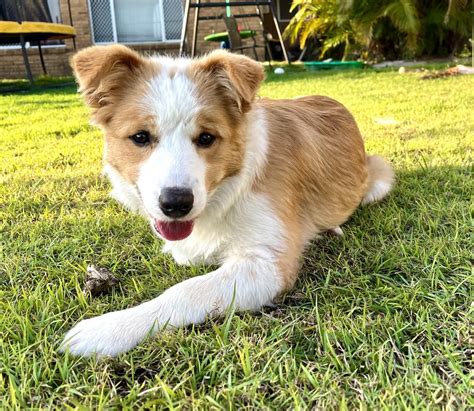 Border Collie And Cavapoo Nonstop With These Two Rbordercollie