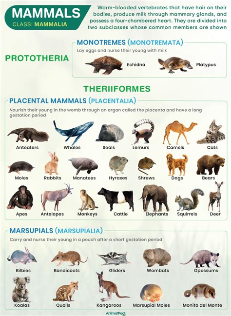 Mammals Definition Types List Characteristics And Pictures