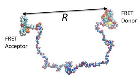 Protein Distance And Dynamics Characteristics Inferred From Single