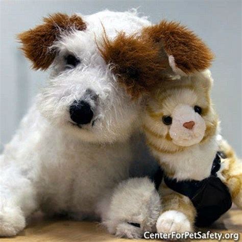 Crash Test Kitty Ensuring Cat Carrier Safety