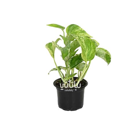 Small Pothos Marble Queen Plant متجر نباتاتي