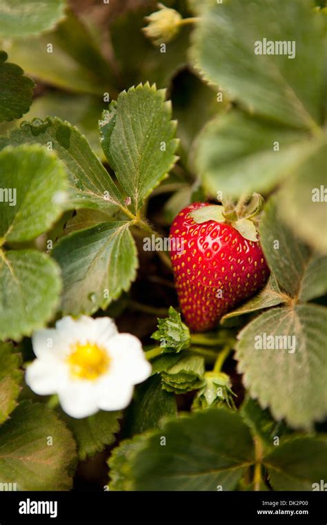 Strawberry Plant Flower